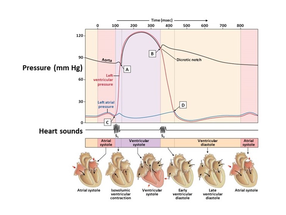Solved What happens between letters A and B? ﻿Aortic | Chegg.com