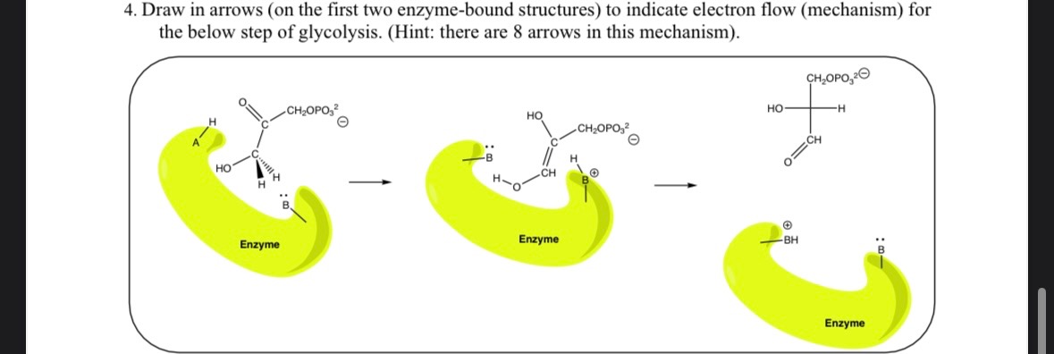 Solved Draw in arrows (on the first two enzyme-bound | Chegg.com
