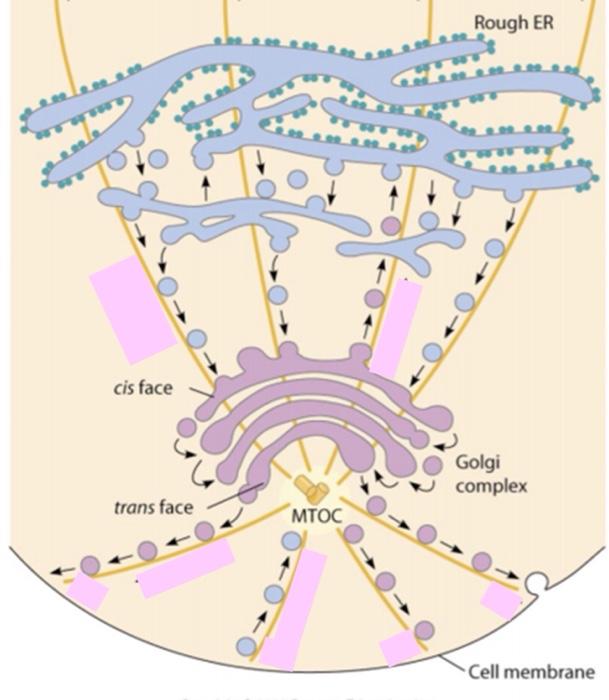 Solved Rough ER cis face Golgi complex trans face MTOC Cell | Chegg.com
