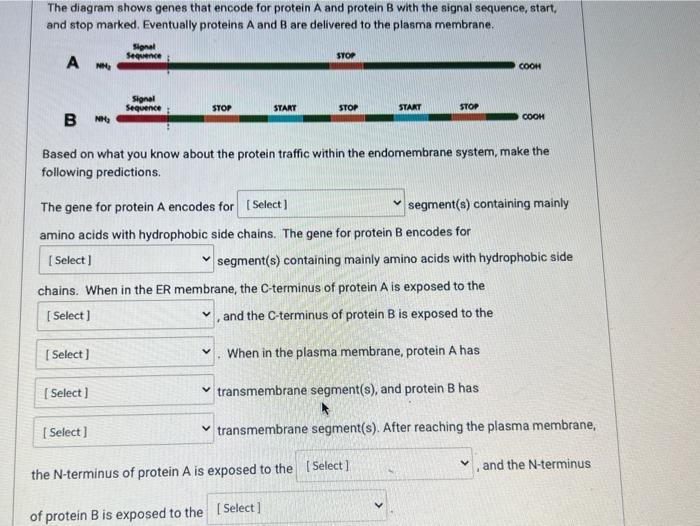 Solved The diagram shows genes that encode for protein A and | Chegg.com