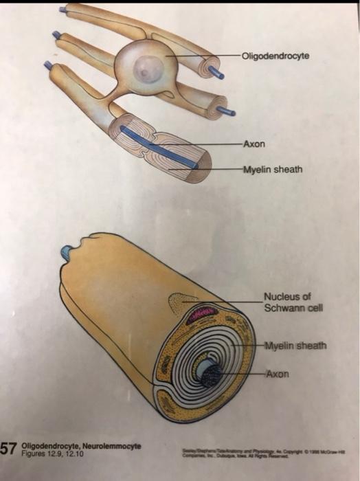 Solved 3). Review the parts of the neuron and their | Chegg.com