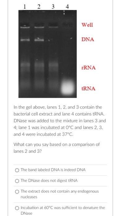 Solved 1 2 3 4 Well DNA TRNA TRNA In the gel above, lanes 1, | Chegg.com