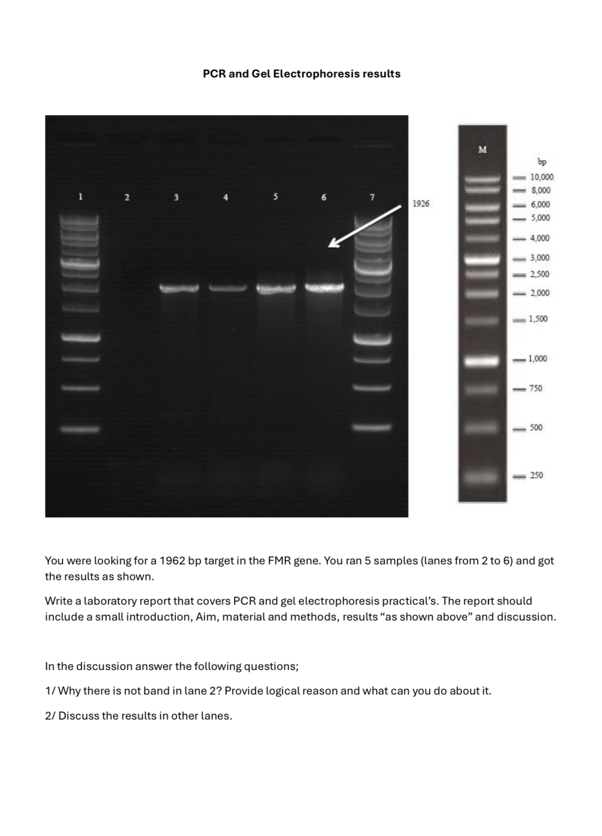 Solved PCR and Gel Electrophoresis resultsYou were looking | Chegg.com