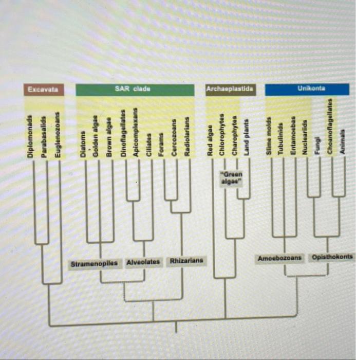 Solved Here is a phylogeny of eukaryotes determined by DNA | Chegg.com