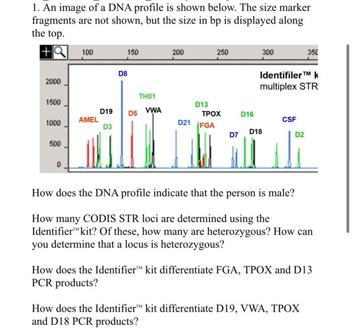 Solved 1. An image of a DNA profile is shown below. The size | Chegg.com
