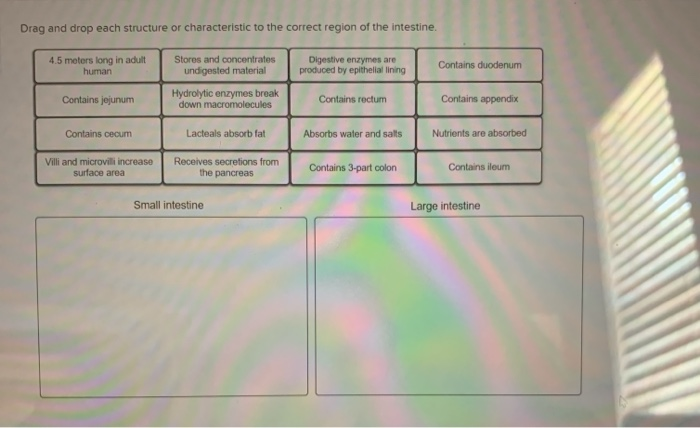 Solved Drag and drop each structure or characteristic to the | Chegg.com