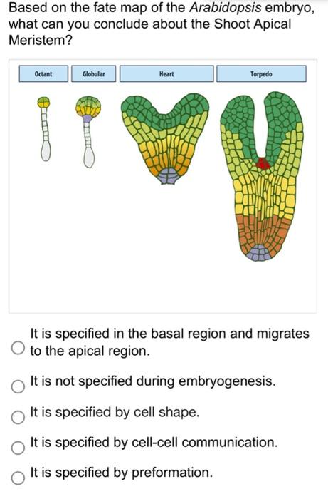 Solved Based on the fate map of the Arabidopsis embryo, what | Chegg.com