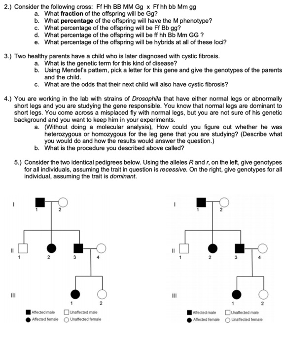 Solved 2.) Consider the following cross: Ff Hh BB MM Gg x Ff | Chegg.com