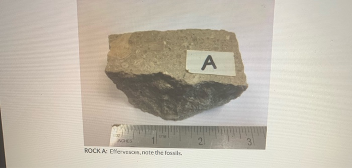 Solved ROCK A: Effervesces, note the fossils. INCHES ROCK | Chegg.com