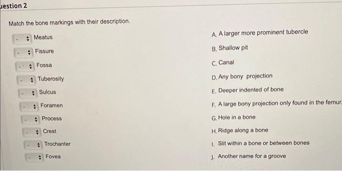 Solved Match the bone markings with their description. | Chegg.com