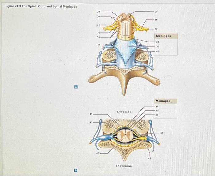 Solved Figure 24.3 The Spinal Cord and Spinal Meninges | Chegg.com