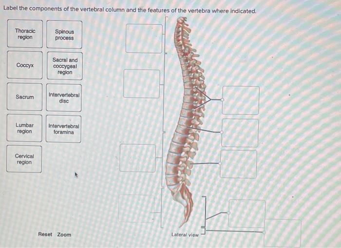 Solved Label the components of the vertebral column and the | Chegg.com
