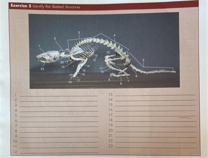 Solved Exercise 5 Identify Rat Skeletal Structures 12 20 19 | Chegg.com