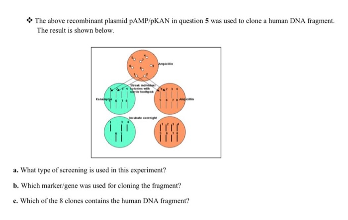 Solved • The above recombinant plasmid PAMP/PKAN in question | Chegg.com