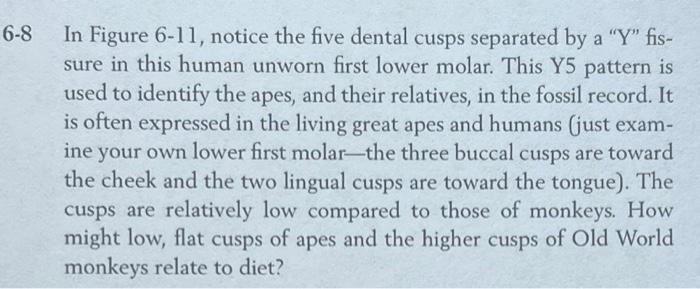 Solved Figure 6-11 The Y5 pattern on this unworn human lower | Chegg.com