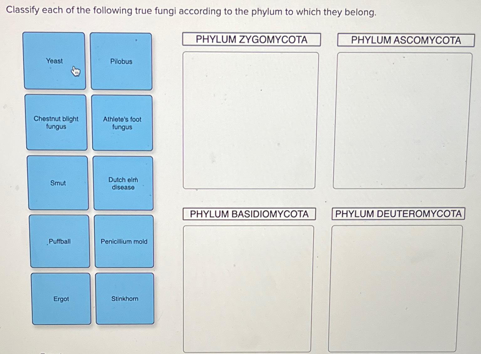 Solved Classify each of the following true fungi according | Chegg.com