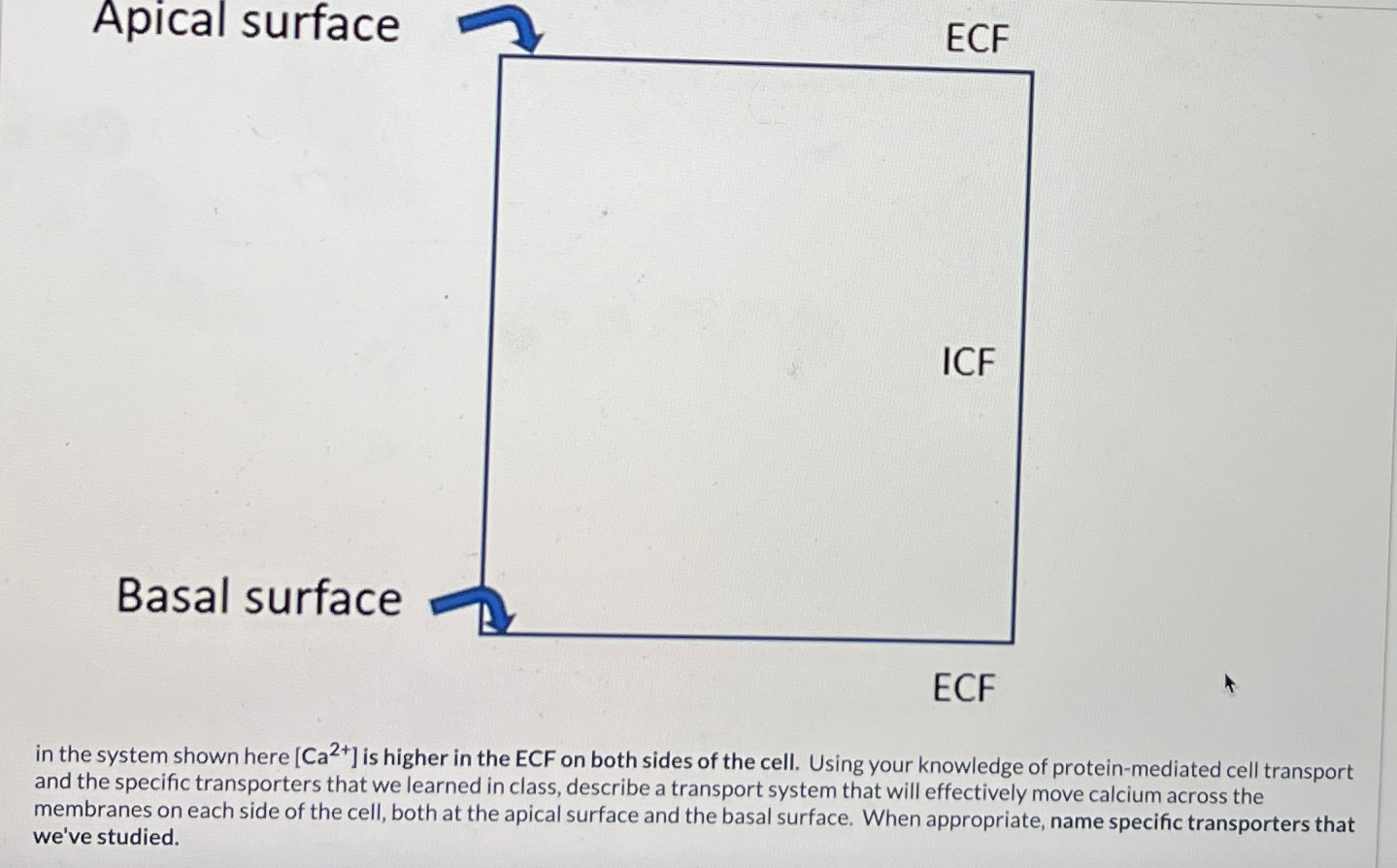Solved Apical surfaceBasal surfaceECFICFECFin the system | Chegg.com
