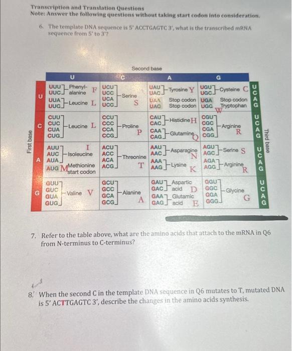 Solved Transcription and Translation Questions Note: Answer | Chegg.com