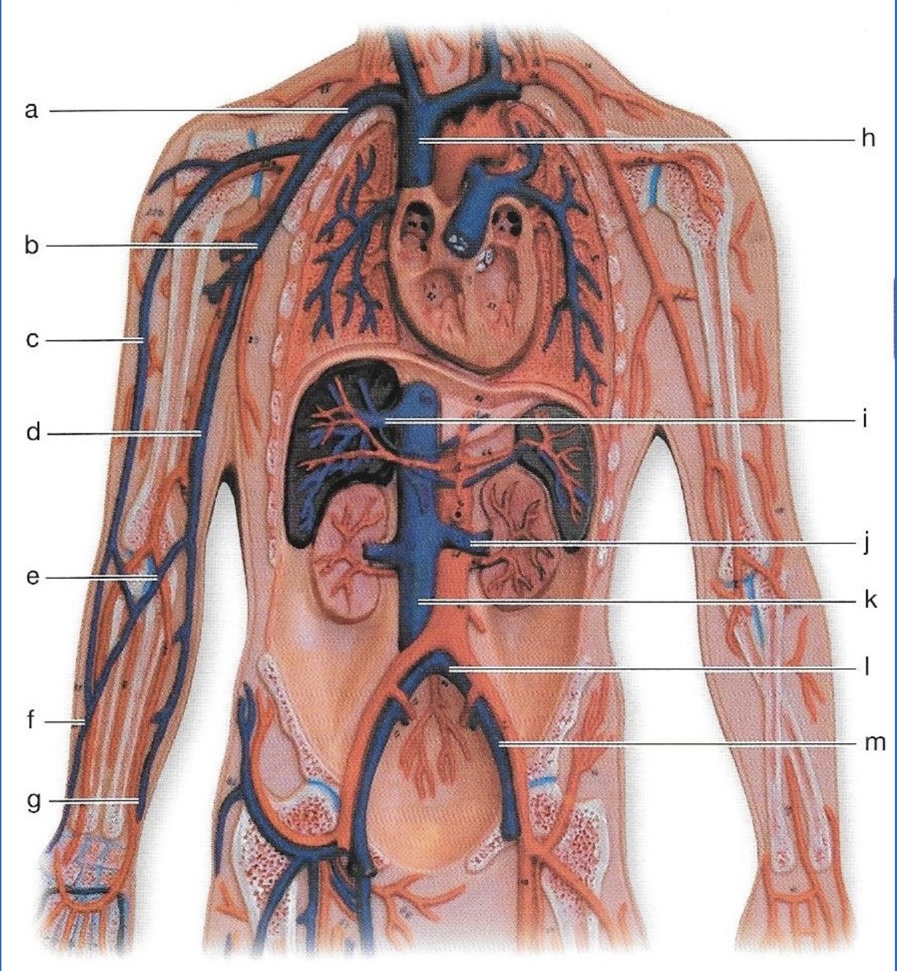 Solved label the following veins A-M | Chegg.com
