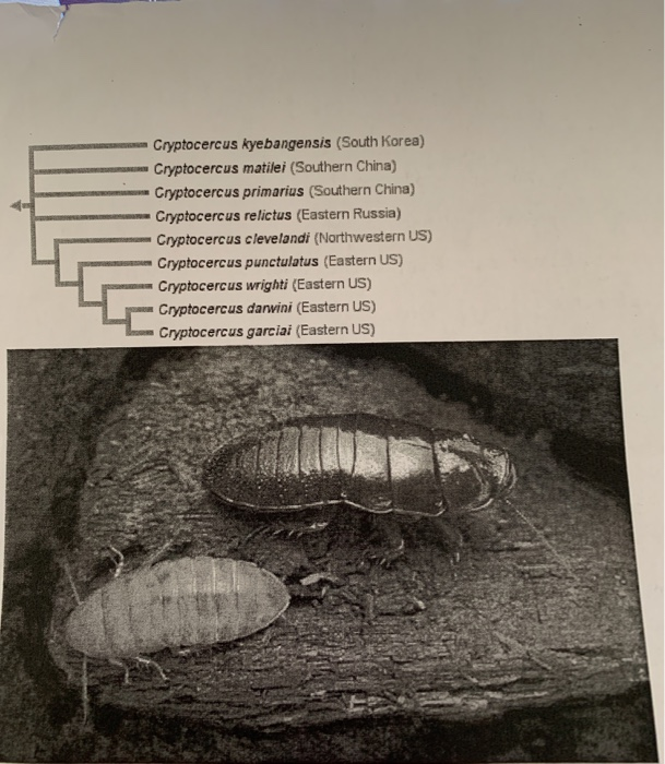 Cryptocercus kyebangensis (South Korea) Cryptocercus | Chegg.com