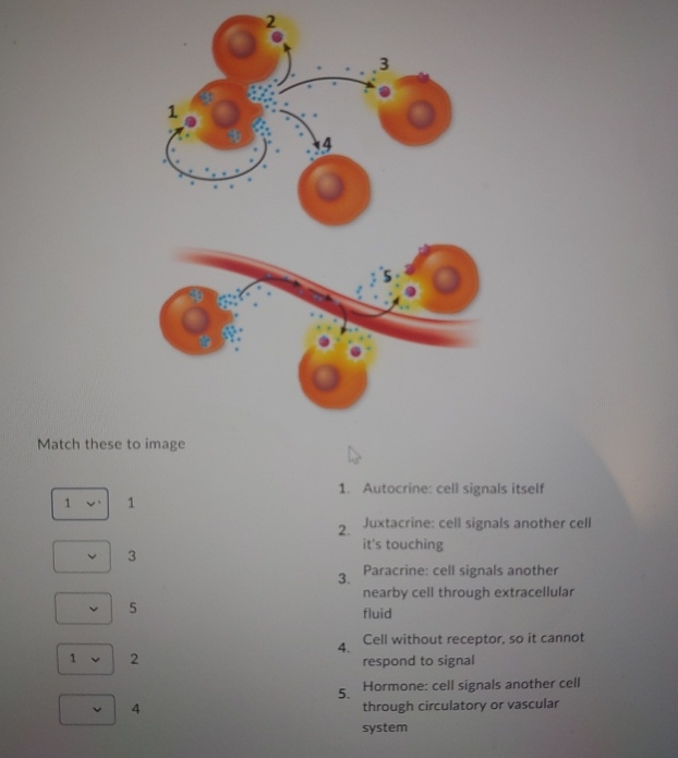 Solved Match these to image1Autocrine: cell signals | Chegg.com