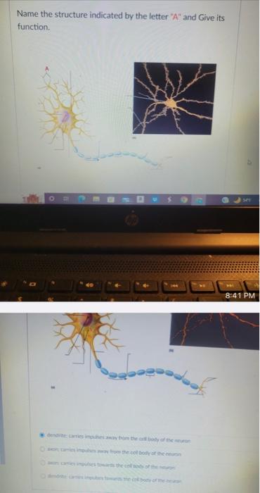 Solved Identify the structure at the tip of the pointer and | Chegg.com