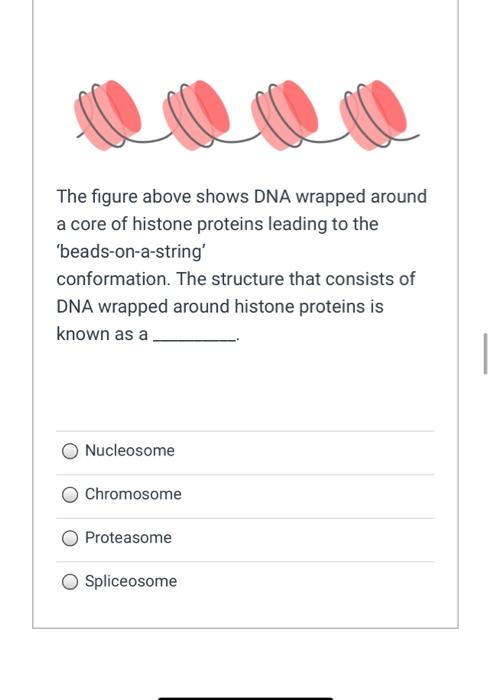 Solved The figure above shows DNA wrapped around a core of | Chegg.com