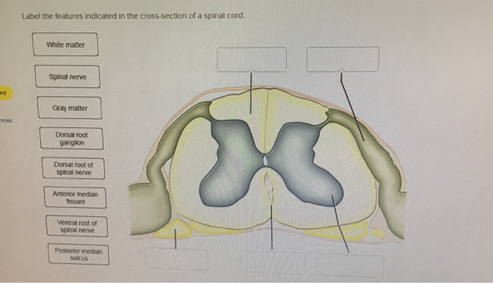 Solved Label the features indicated in the cross-section of | Chegg.com