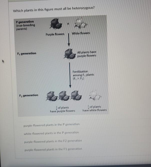 Solved Which plants in this figure must all be heterozygous? | Chegg.com