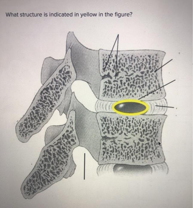Solved What structure is indicated in yellow in the figure? | Chegg.com
