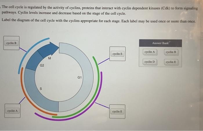 Solved The cell cycle is regulated by the activity of | Chegg.com