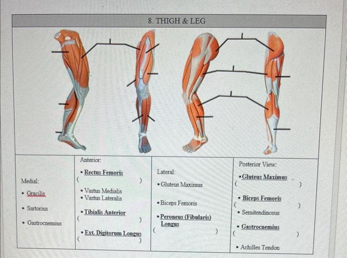 thigh leg extrinsic eye muscle view.-Label the muscle | Chegg.com