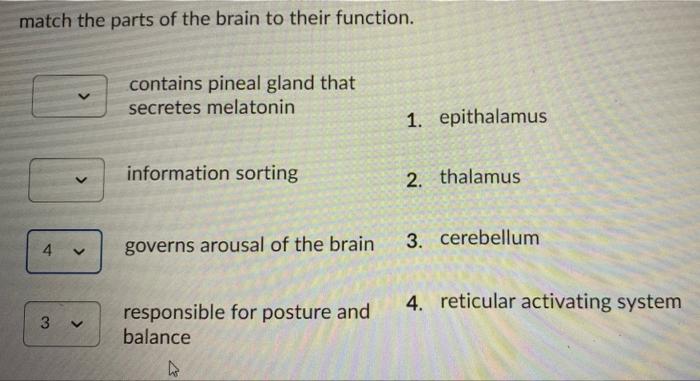 Solved match the parts of the brain to their function. | Chegg.com