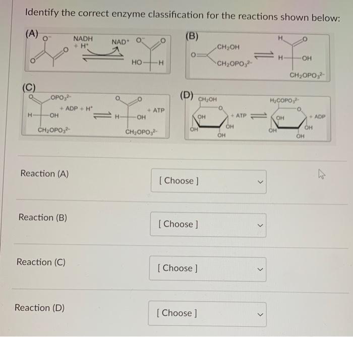 Identify the correct enzyme classification for the | Chegg.com
