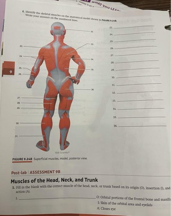 Solved Post-lab Assessments CHECK WHAT YOU LEARNED Post-lab | Chegg.com