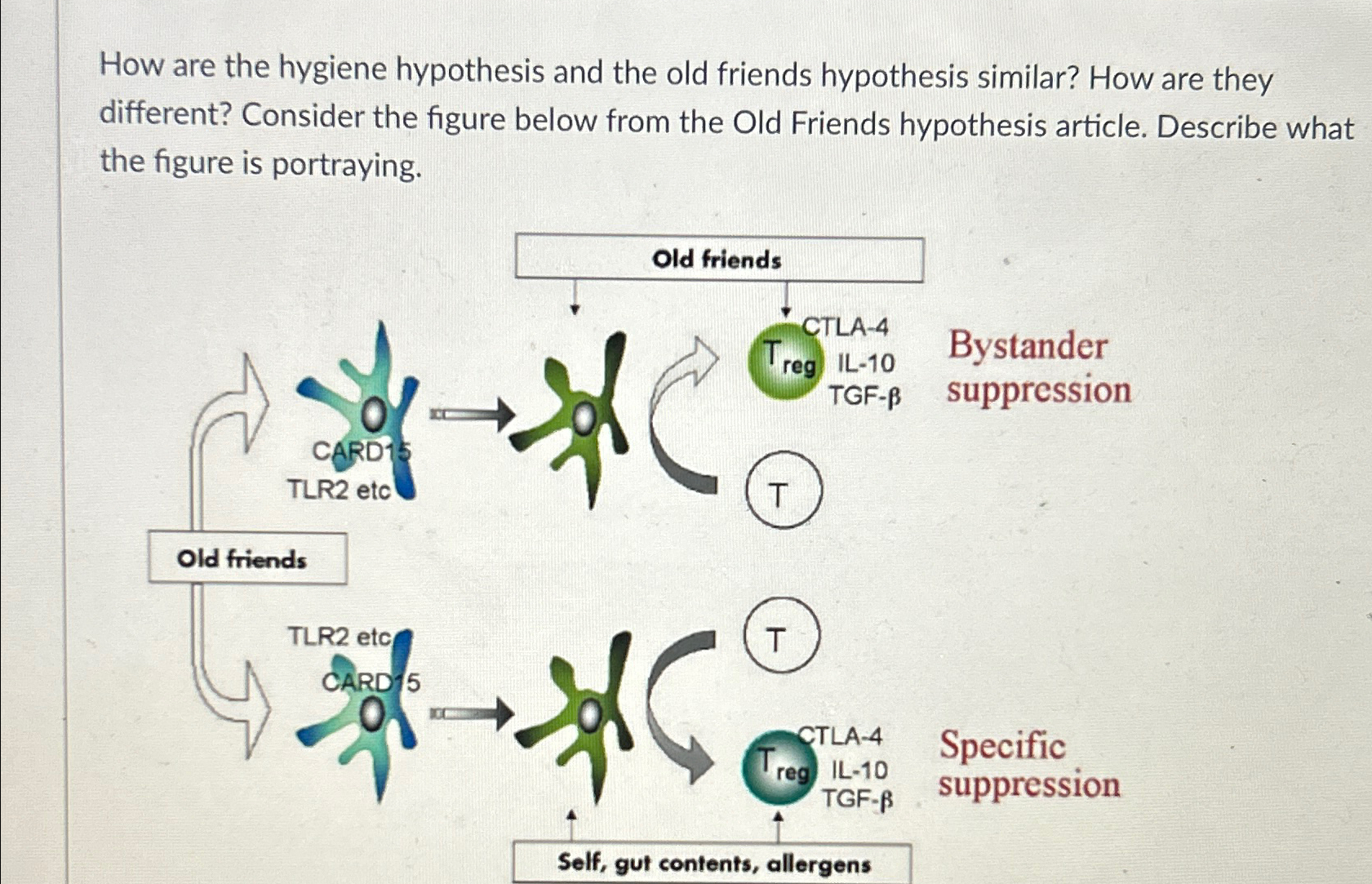 Solved How are the hygiene hypothesis and the old friends | Chegg.com
