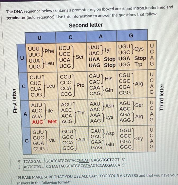 Solved The DNA sequence below contains a promoter region | Chegg.com