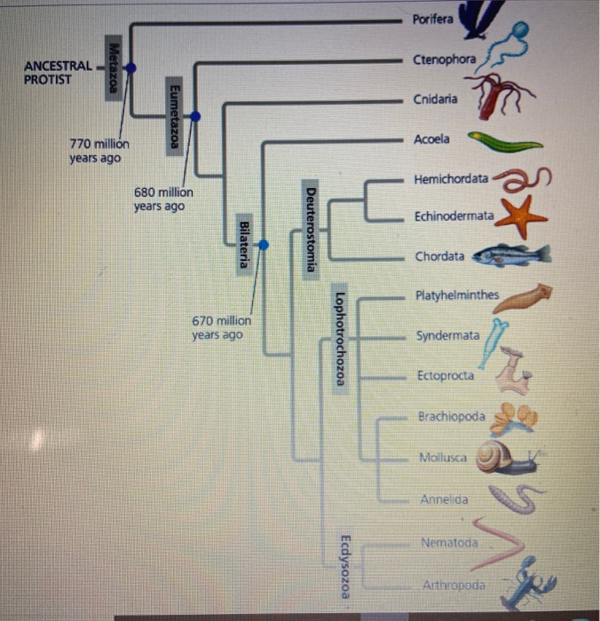Solved Porifera Ctenophora Metazoa ANCESTRAL PROTIST | Chegg.com