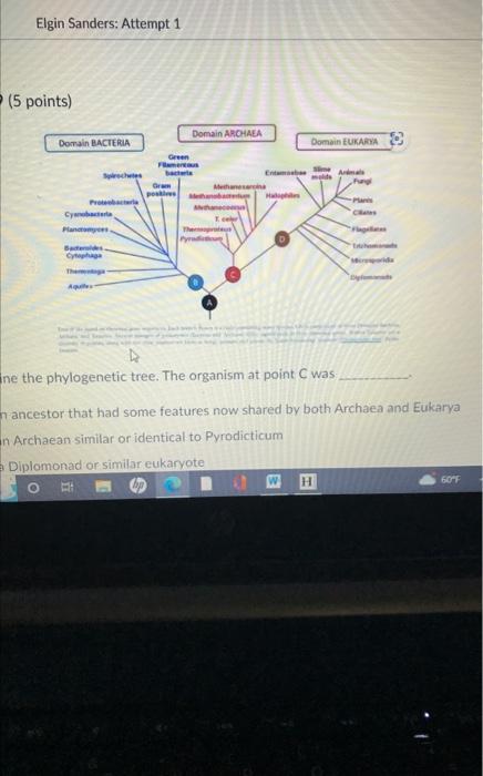 ne the phylogenetic tree. The organism at point C was | Chegg.com