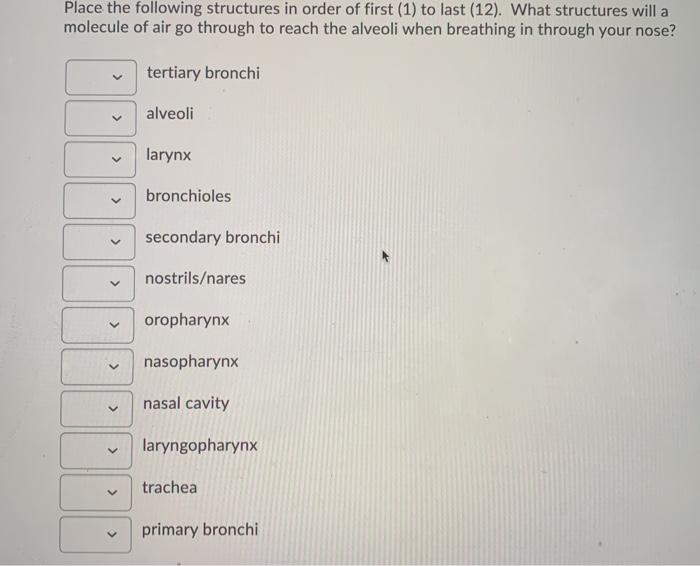 Solved Place the following structures in order of first (1) | Chegg.com