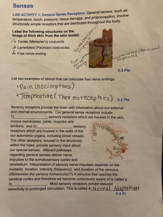 Solved senses LAB ACTIVITY 1: General Sonno Receptors. | Chegg.com