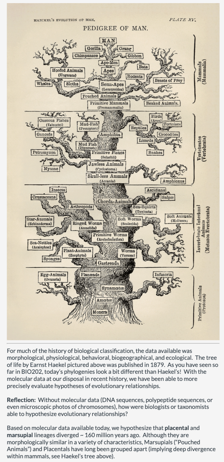 Solved by an EXPERT For much of the history of biological classification, | Chegg.com