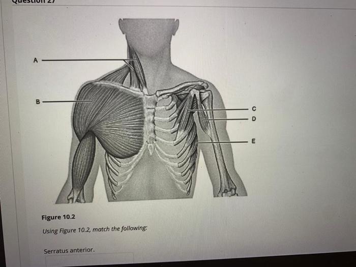 Solved B m Figure 10.2 Using Figure 10.2, match the | Chegg.com