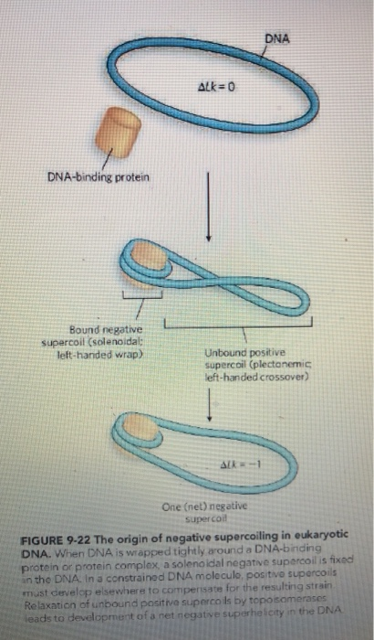Solved 3. Mendel's pea crossing experiments where consistent | Chegg.com