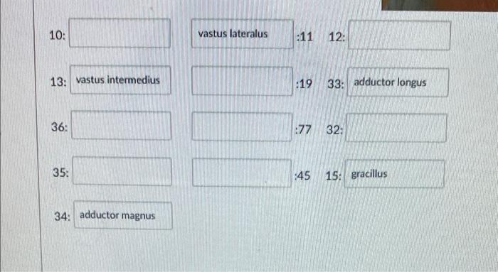 Solved Question 6 Muscles of lower extremity - Identify the | Chegg.com