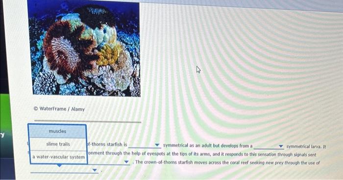 Solved Echinoderms are the only invertebrate group of | Chegg.com