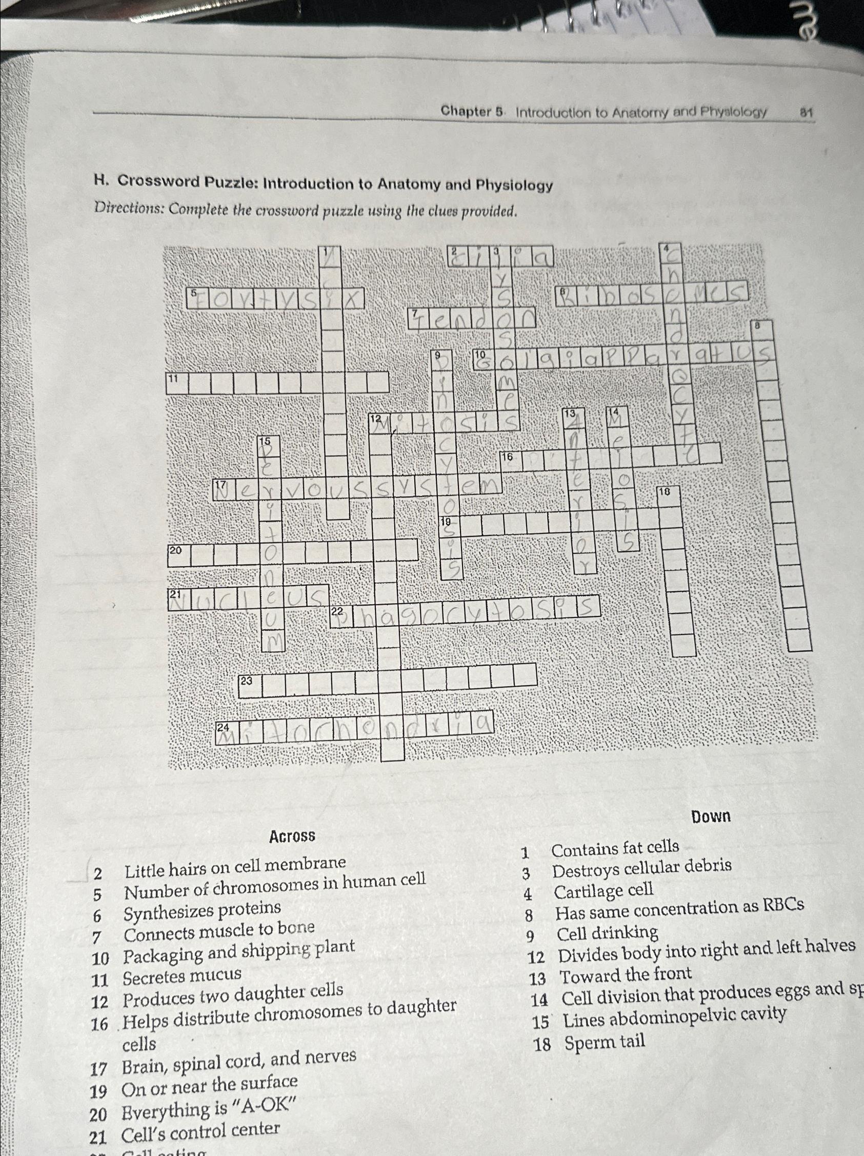 Solved Chapter 5. ﻿Introduction to Anatomy and | Chegg.com