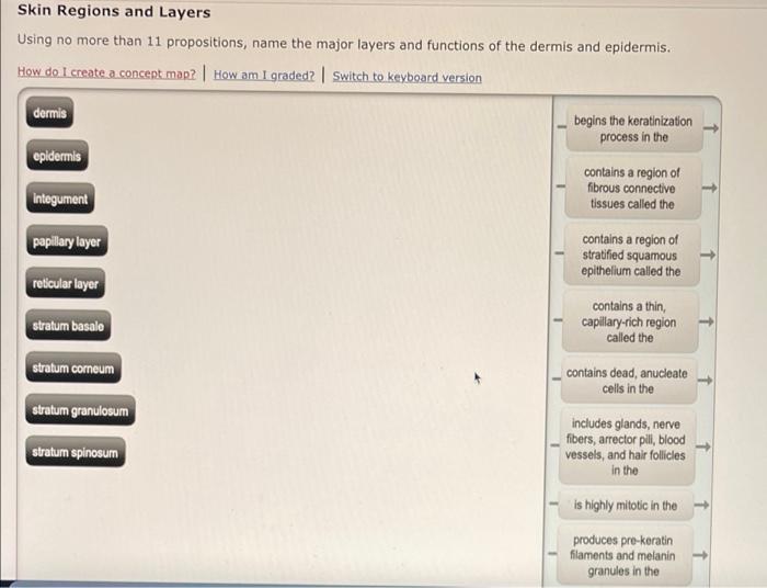 Solved Skin Regions and Layers Using no more than 11 | Chegg.com