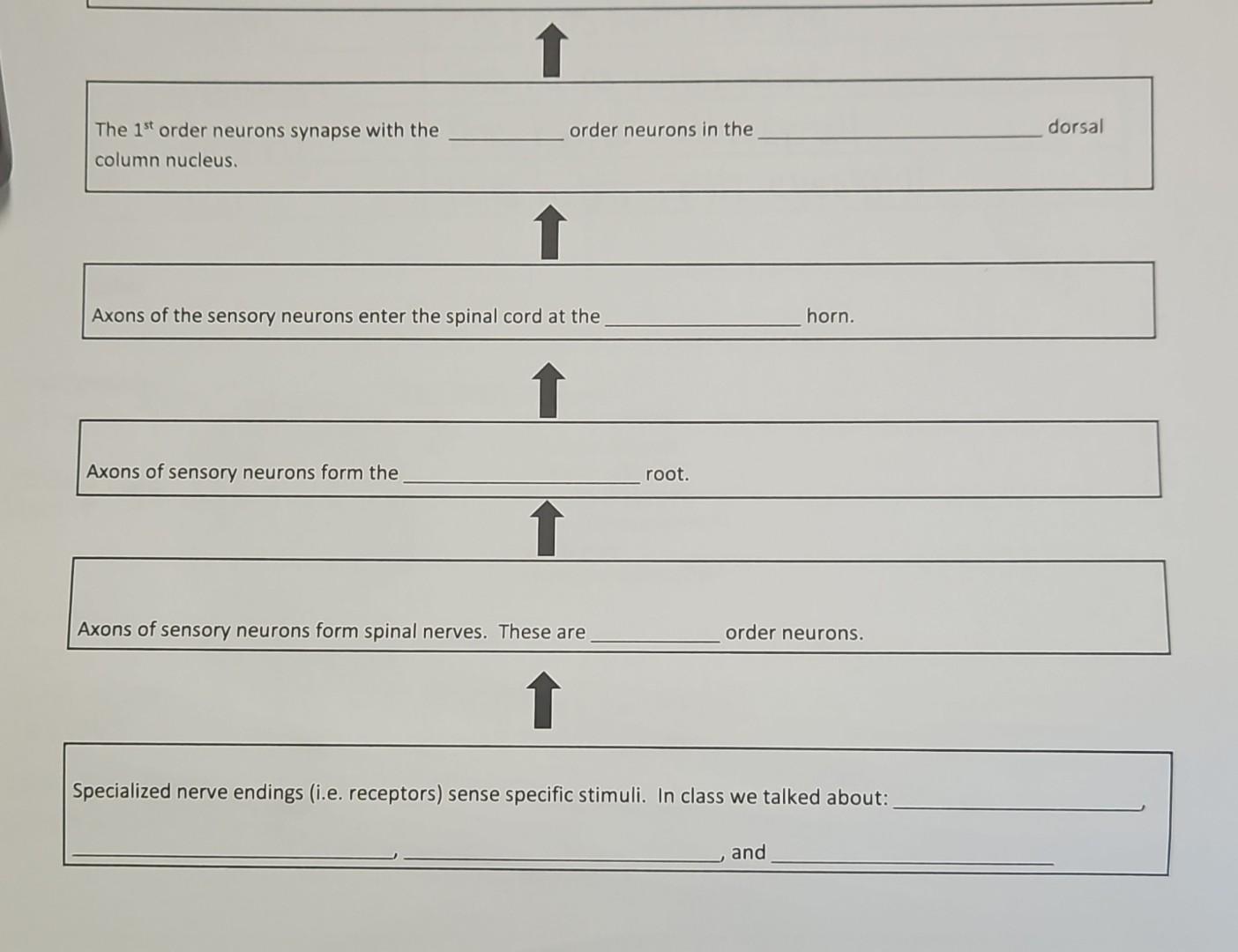 Solved The 1st order neurons synapse with the order neurons | Chegg.com
