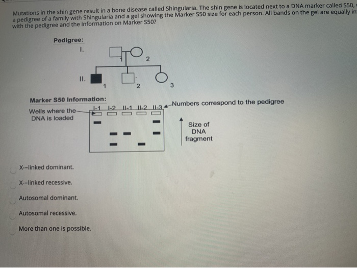 Solved Mutations in the shin gene result in a bone disease | Chegg.com
